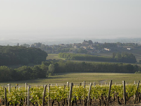 Domaine Dominique Cornin ドメーヌ ドミニク コルナン / Pouilly Fuisse Les Chevrieres ...